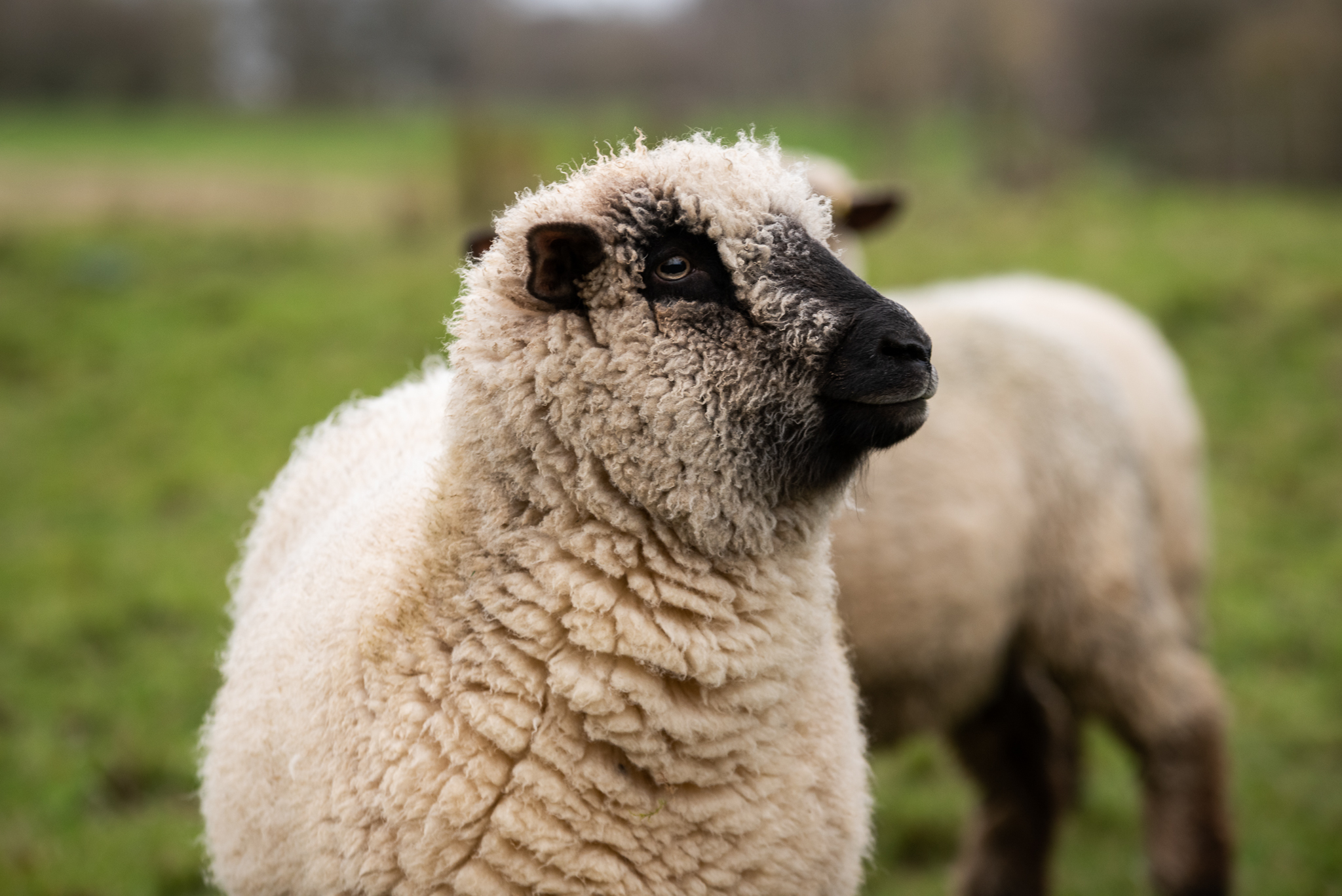 Oxford Down Sheep - BCA Zoo