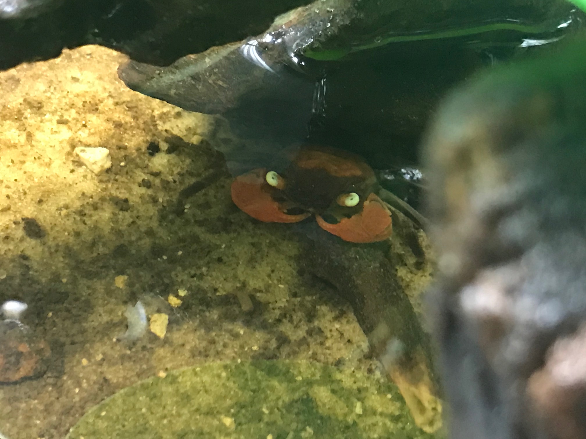 vampire crabs arrive at the zoo - BCA Zoo