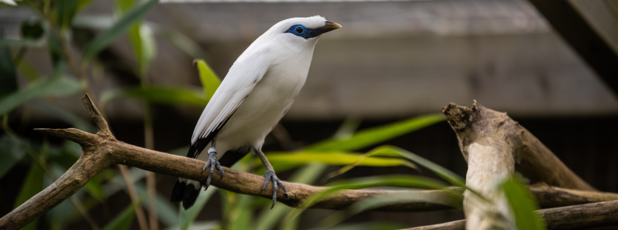 BALI STARLING - BCA Zoo