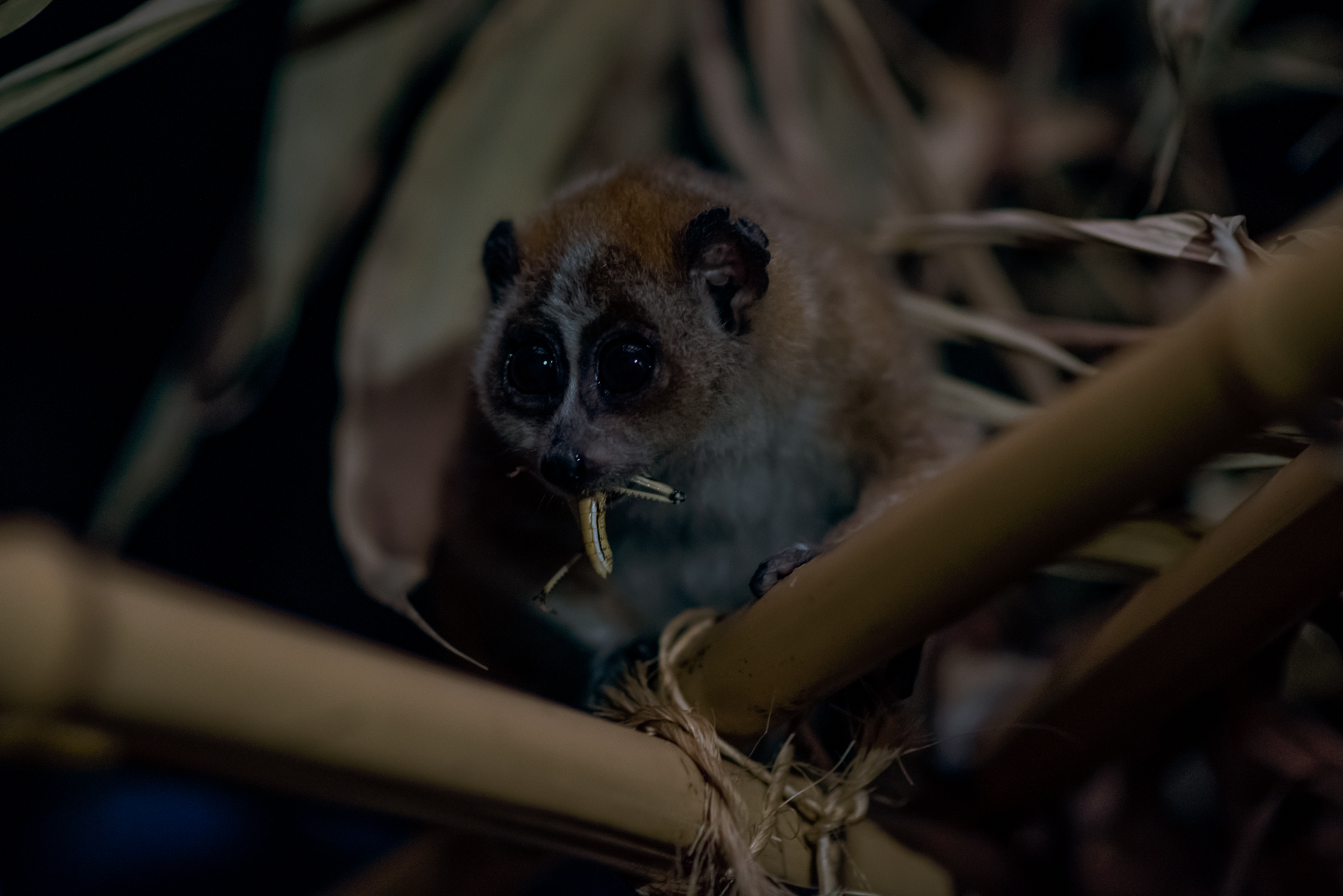 Pygmy Slow Loris - BCA Zoo