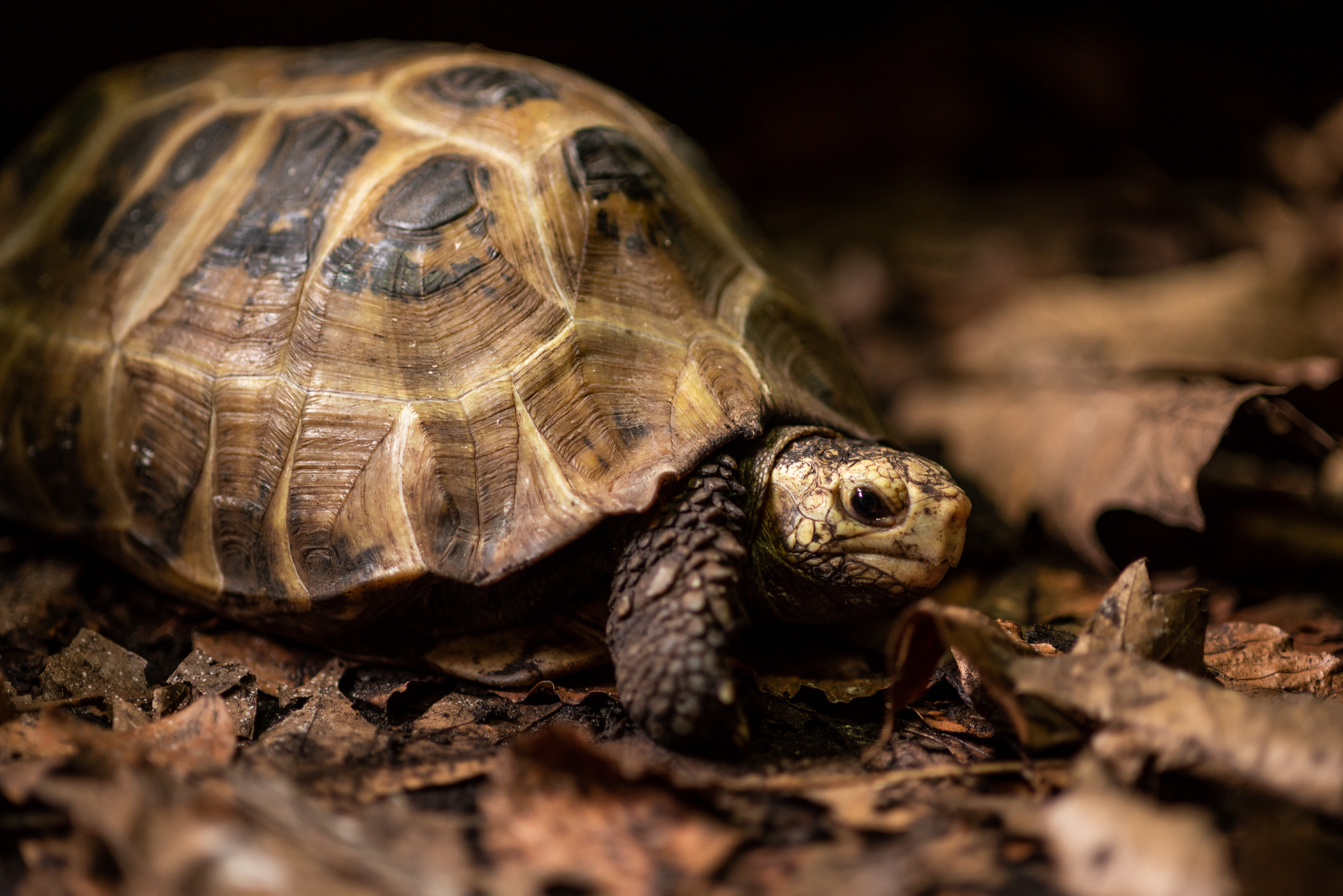 Elongated Tortoise - BCA Zoo