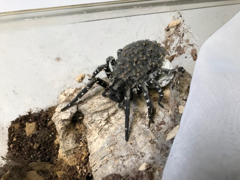 Wolf Spider BREEDING Success - BCA Zoo