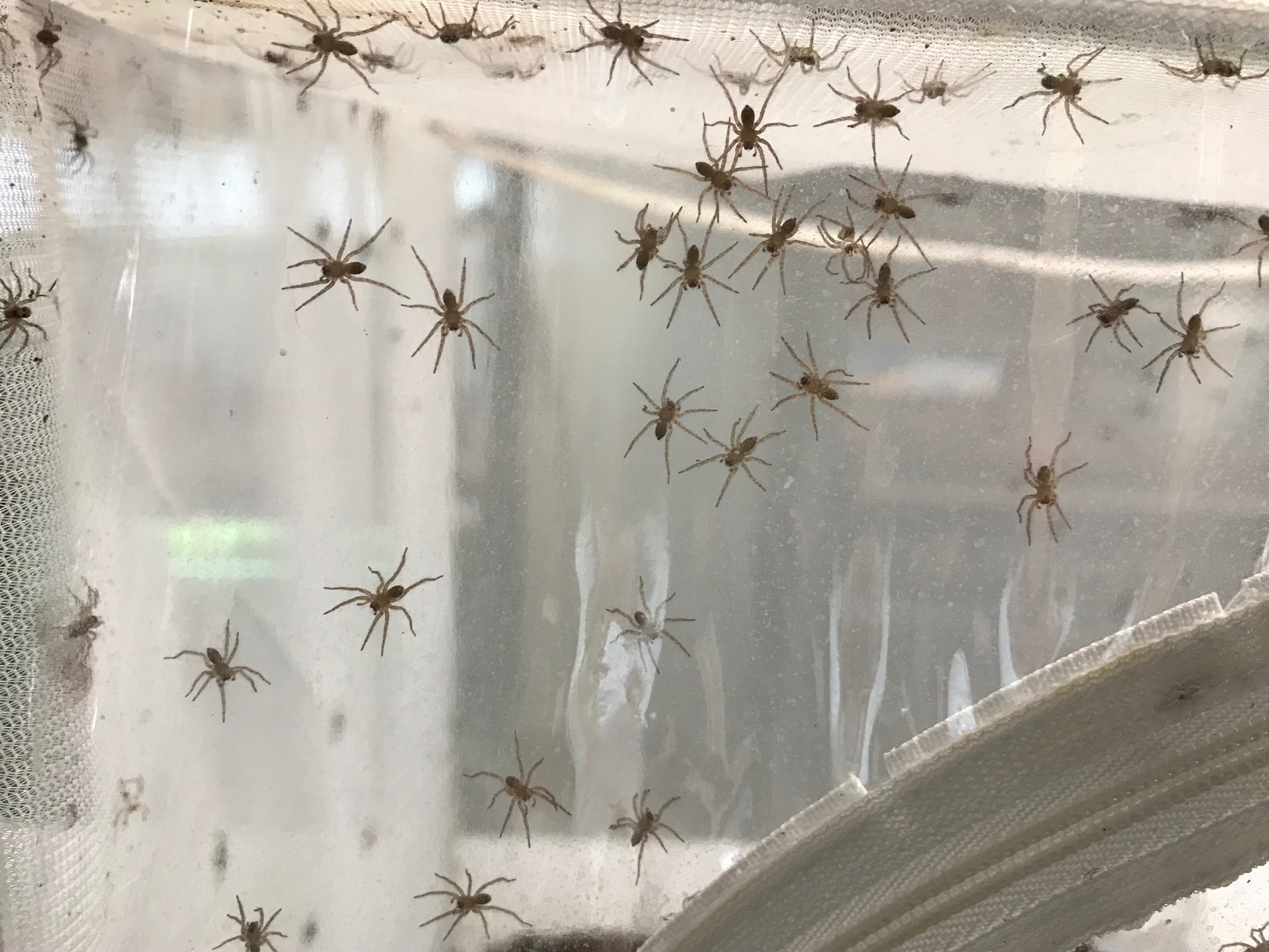 Wolf Spider BREEDING Success - BCA Zoo