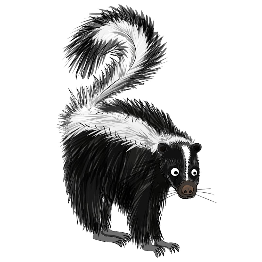 STRIPED SKUNK - BCA Zoo