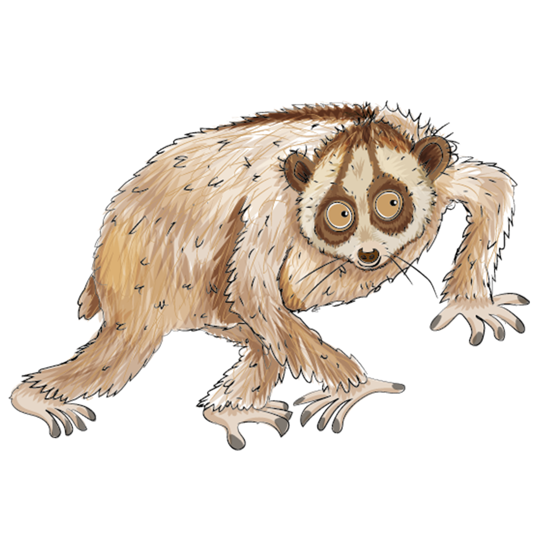 Pygmy Slow Loris - BCA Zoo