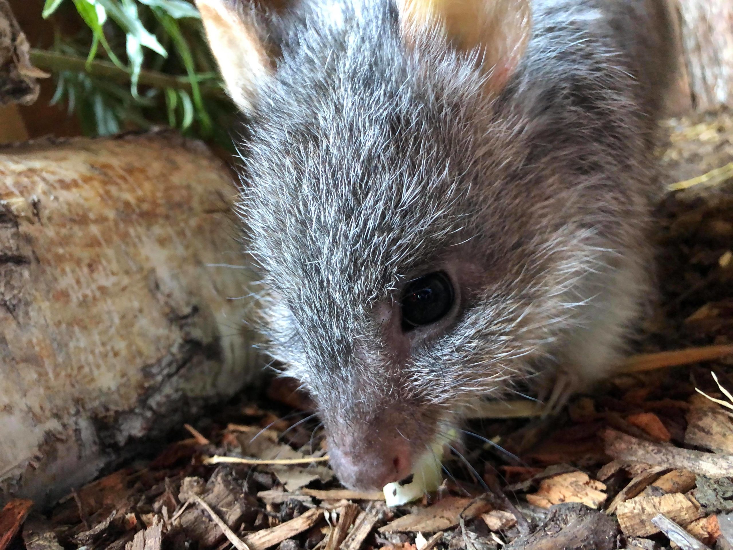 TWO NEW AT THE ZOO - BCA Zoo