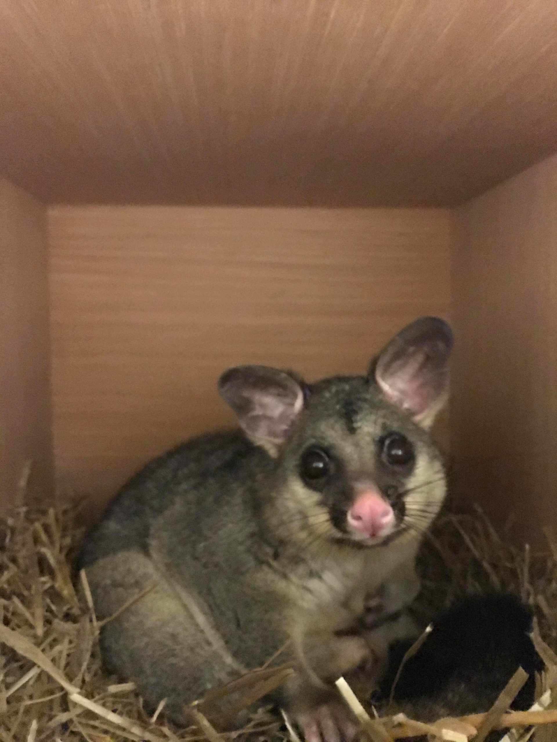 TWO NEW AT THE ZOO - BCA Zoo