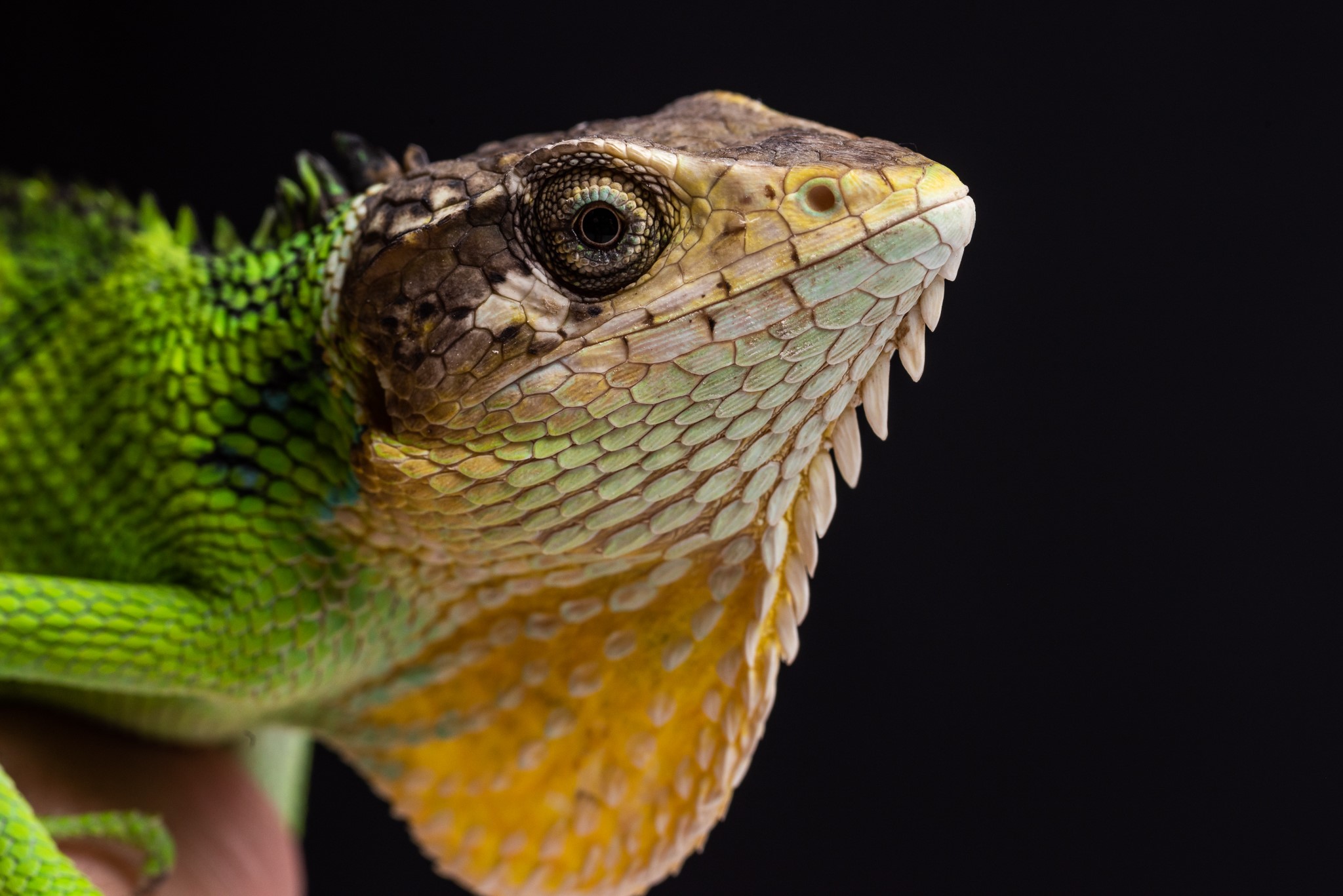 PERUVIAN BUSH ANOLE - BCA Zoo