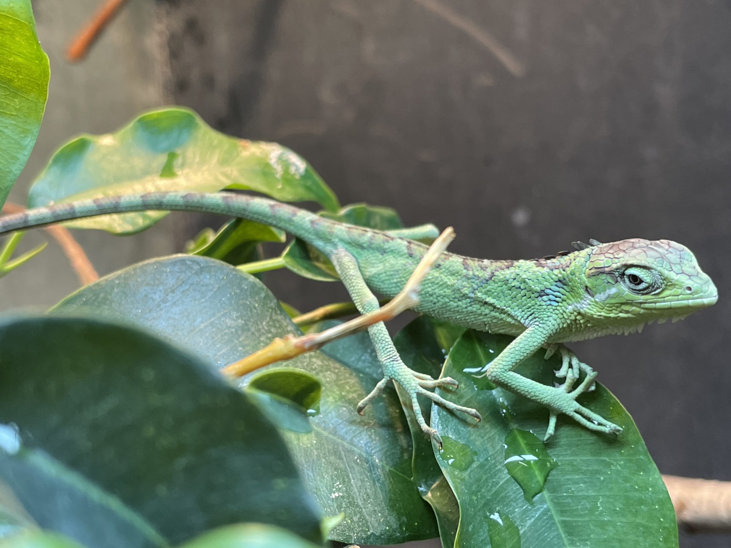 BABY Monkey lizards born - BCA Zoo