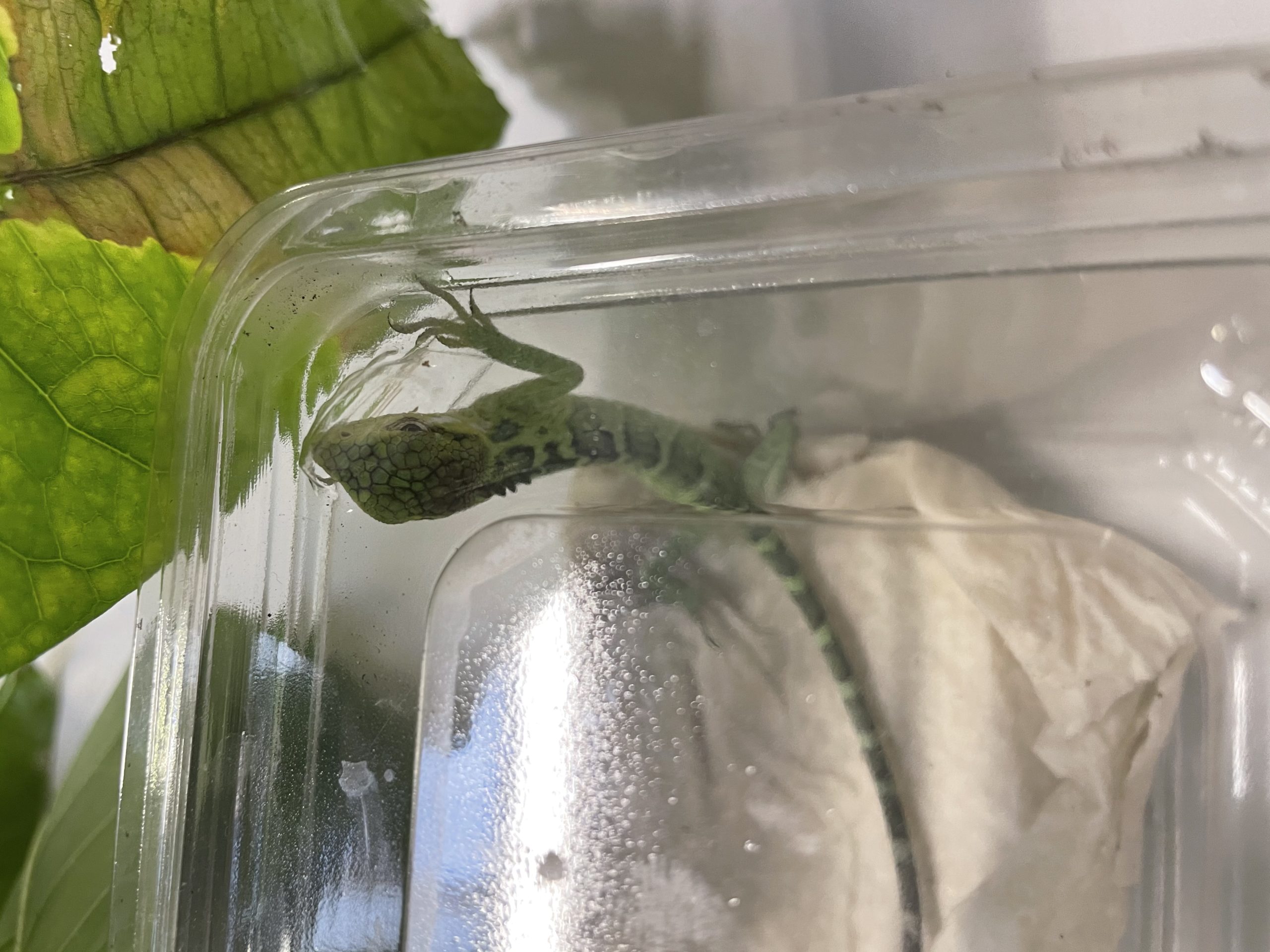 BABY Monkey lizards born - BCA Zoo